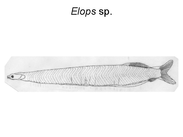 Morphological feature of Elopidae Champsodontidae and Hemiramphidae By