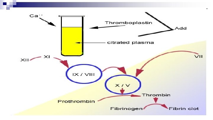 General Approach of Haemostasis Lecture 4 Prothrombin Time