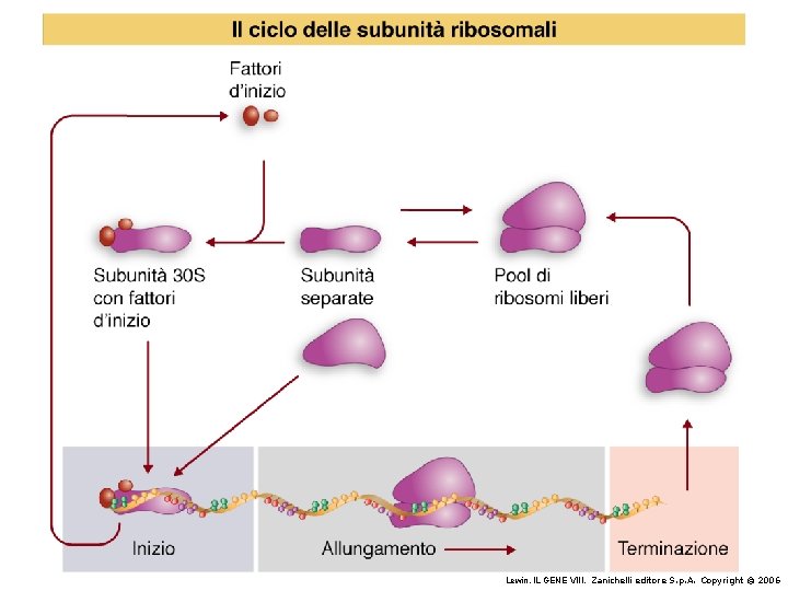 Struttura del ribosoma Immagini del ribosoma al microscopio