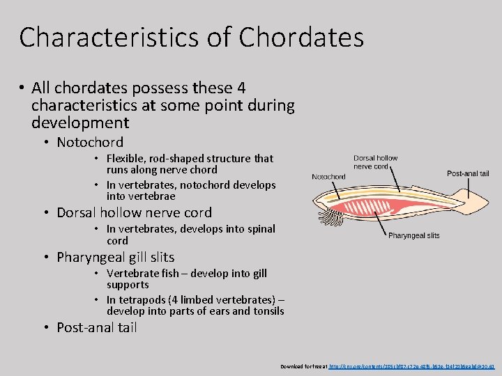 Chapter 29 Chordates Vertebrates Insert photo here representing