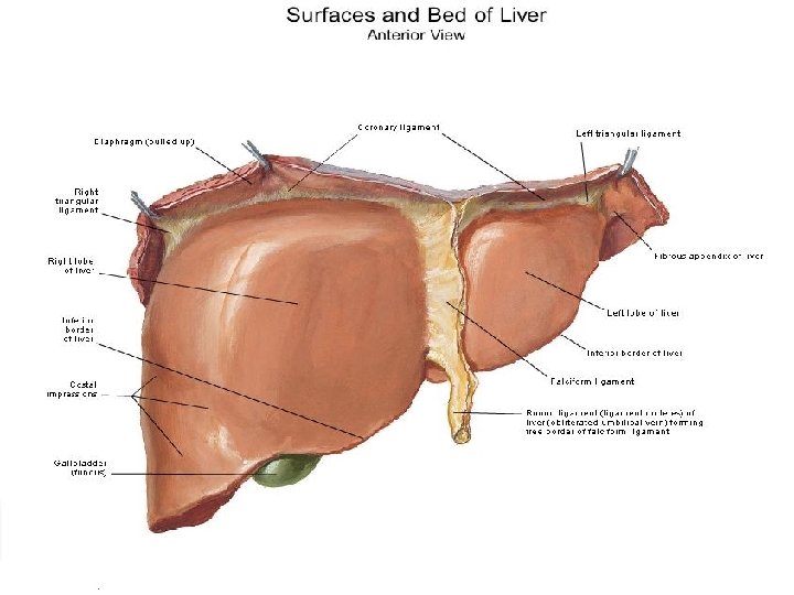 Objectives definition of the liver locations surfaces hepatic