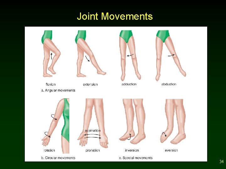 Chapter 10 Skeletal System 1 Outline Tissues of