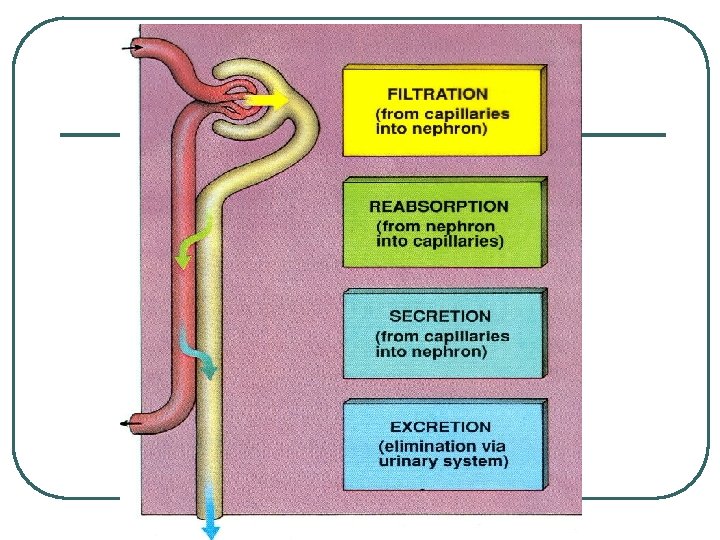 The Excretory System Urine for a Great Time