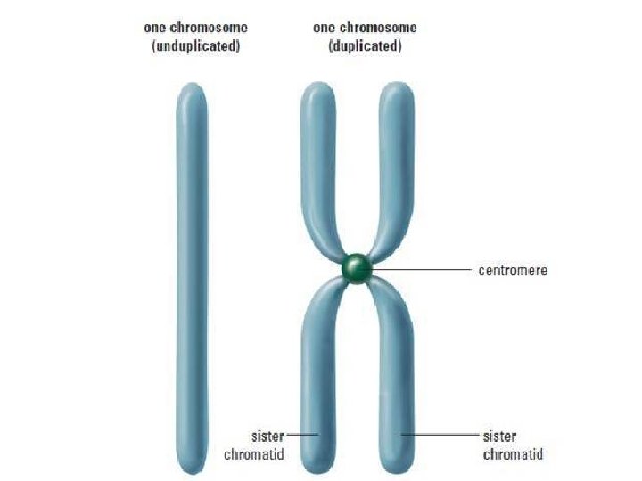 BIOLOGY Unit 4 Notes Mitosis 1 What is