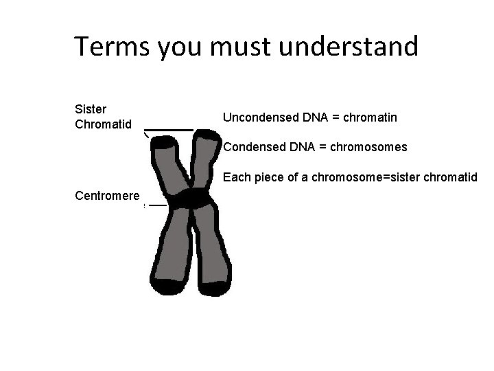 Cells Plasma MembraneHomeostasis Cell Cycle Energy Cell Types