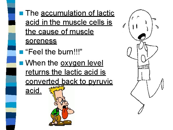 Energy How do cells obtain and use energy