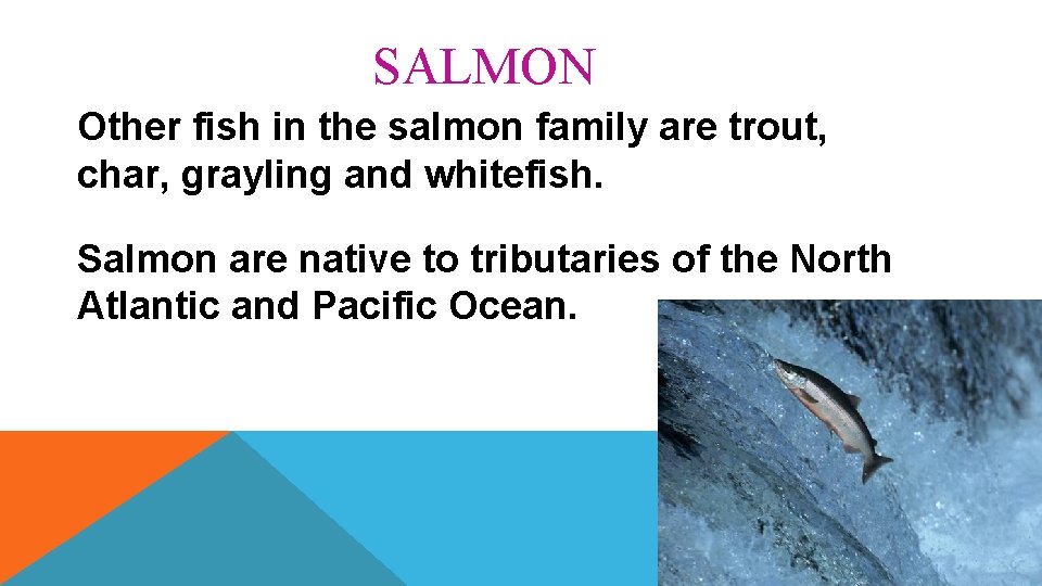 LIFE CYCLE OF THE SALMON 6 th Class