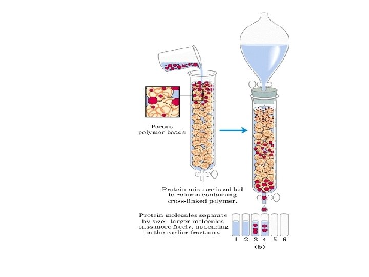 Column Chromatography 1903 Mikhail Tswett a Russian scientist