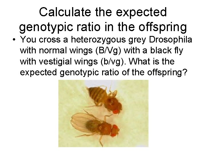 Calculate the expected genotypic ratio in the offspring