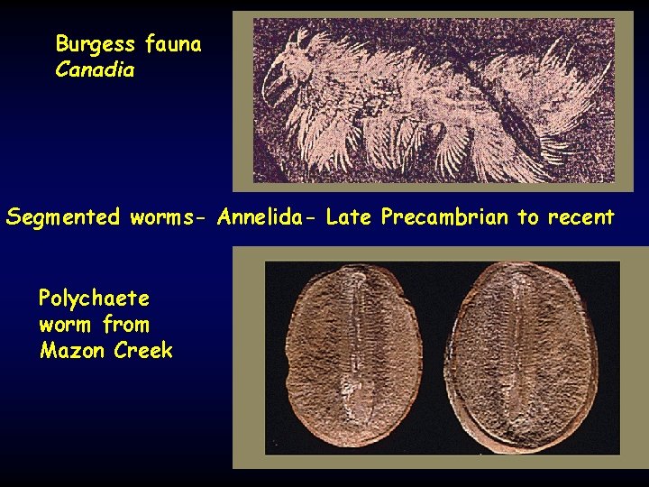 Geological Range of Plants Archaeopteris fossil plant Sphenophyta