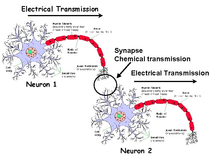 Brain and Behaviour Second Hour How do neurons