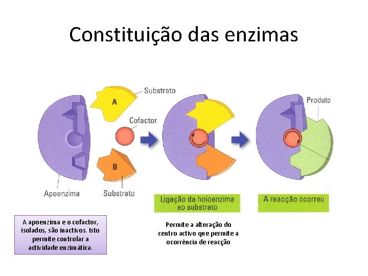Enzimas Prof Ana Rita Rainho Catalisadores Actuao enzimtica