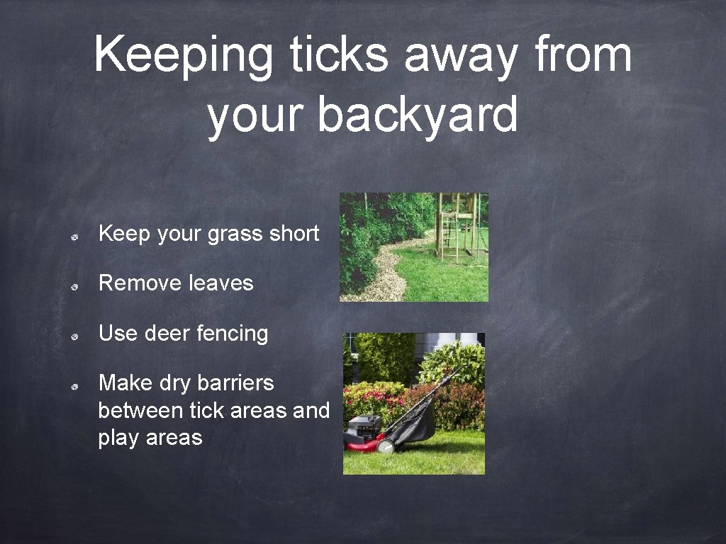 Ticks They are everywhere Ticks are bugs They