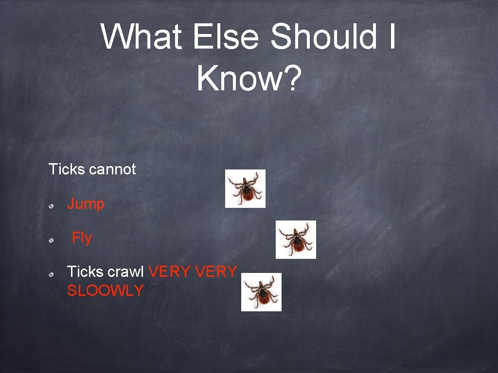 Ticks They are everywhere Ticks are bugs They