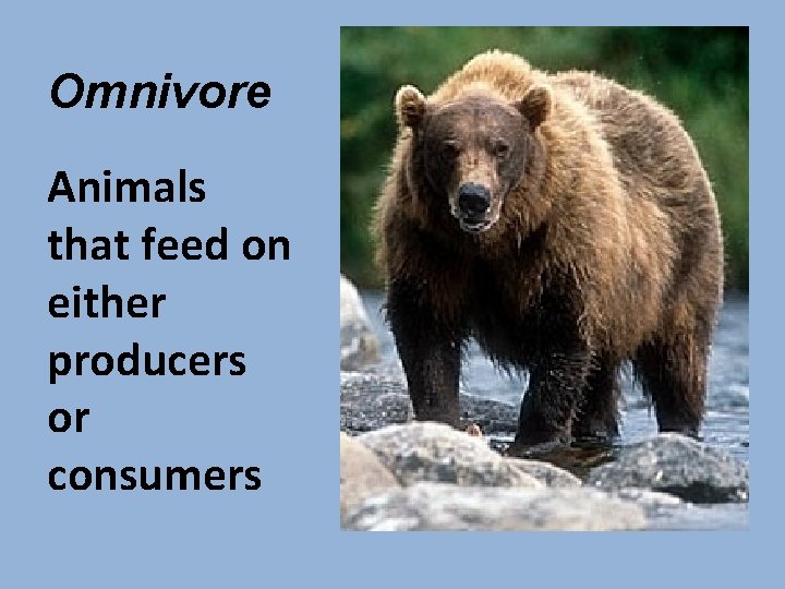 Food Web Producers consumers decomposers Three main components