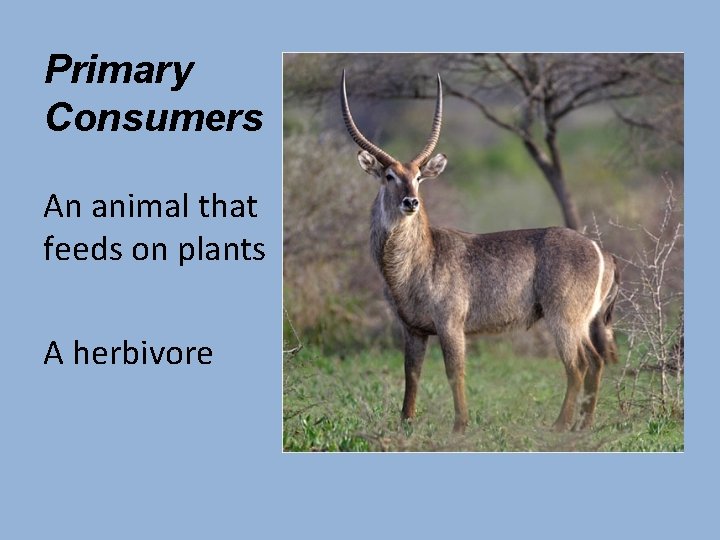Food Web Producers consumers decomposers Three main components