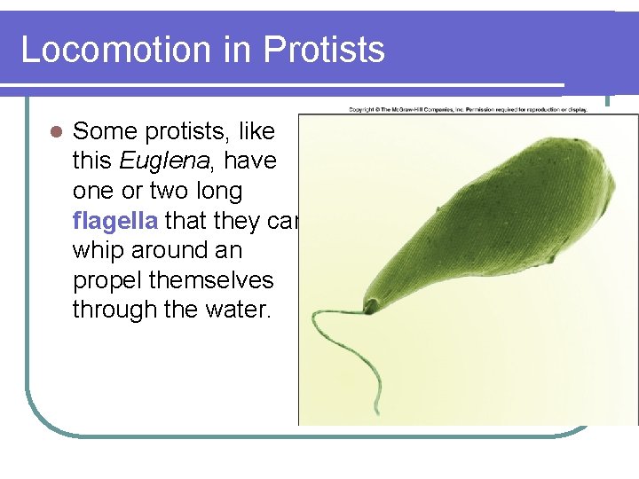 Unicellular Organisms Objective 1 2 Identify unicellular organisms