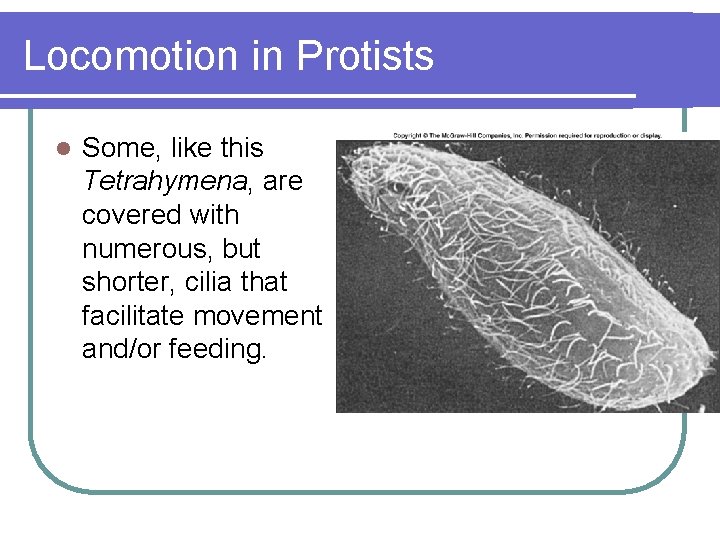 Unicellular Organisms Objective 1 2 Identify unicellular organisms