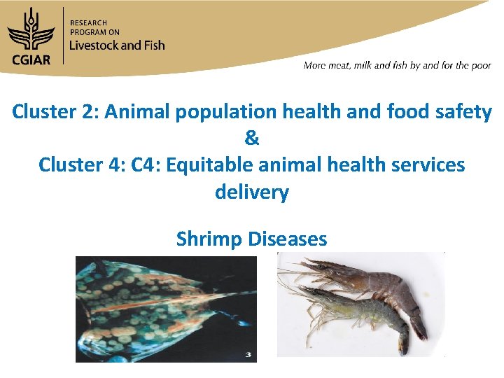 Aquatic Animal Health Flagship in LF Bangladesh Partho
