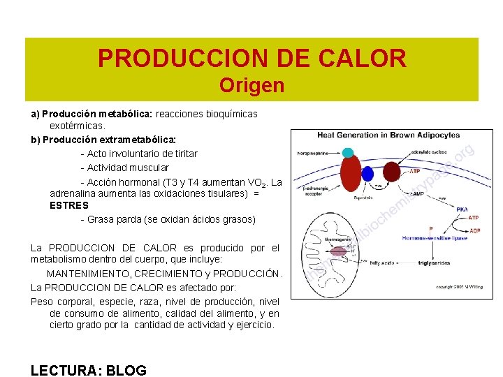 PRODUCCION DE CALOR Origen a Produccin metablica reacciones