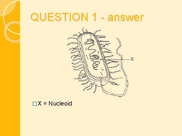 PROKARYOTIC CELLS Topic 2 2 IB Biology Miss