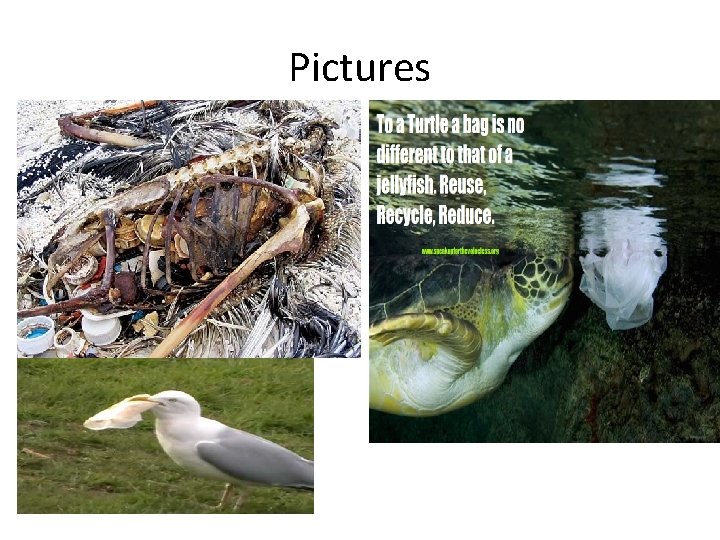 Public Service Announcement Stop Littering to Save Animals