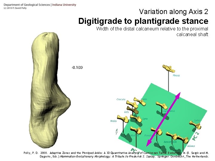 ADAPTIVE ZONES AND THE PINNIPED ANKLE A threedimensional
