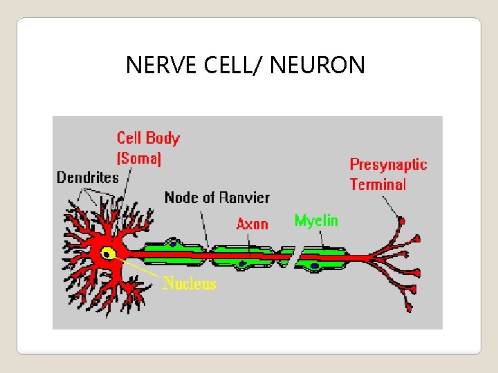 Systems Part 4 Sensory Organs The Nervous System