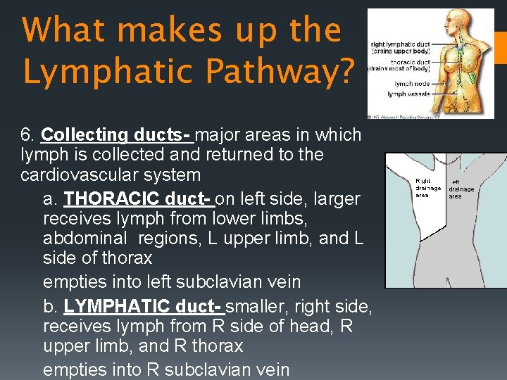 Lymphatic System What is an Infectious Disease www