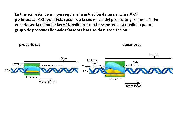 La Transcripcin Objetivo Comprender el proceso de transcripcin