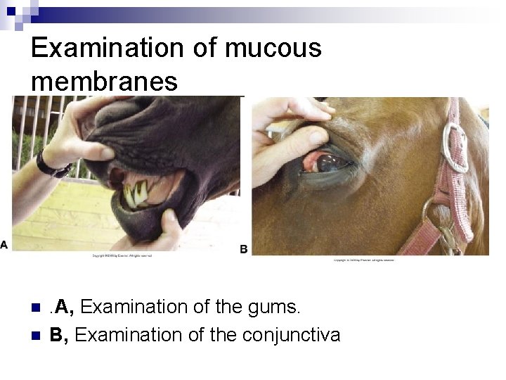 Basic Physical Examination of Horses Chapter 2 Pages