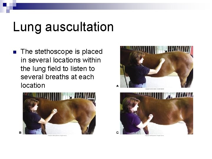 Basic Physical Examination of Horses Chapter 2 Pages