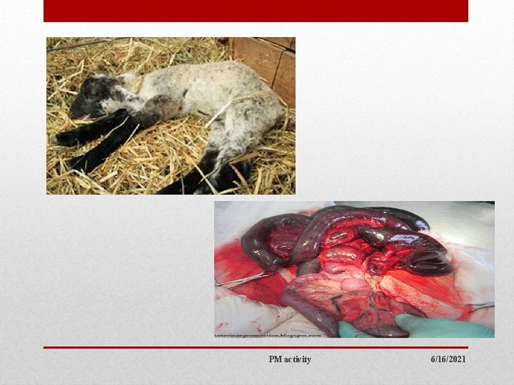 Clostridium perfringens Enteric Clostridial infections Enterotoxaemia ...