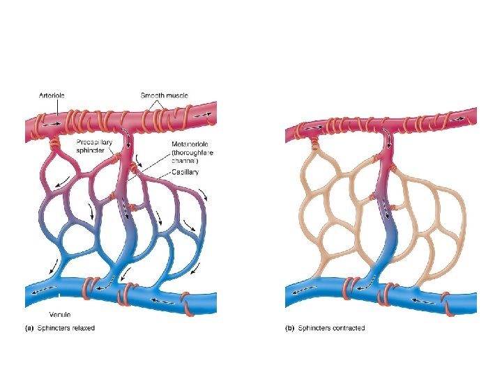 MICROCIRCULATION CAPILLARY CIRCULATION Dr Mohammed Sharique Ahmed Quadri