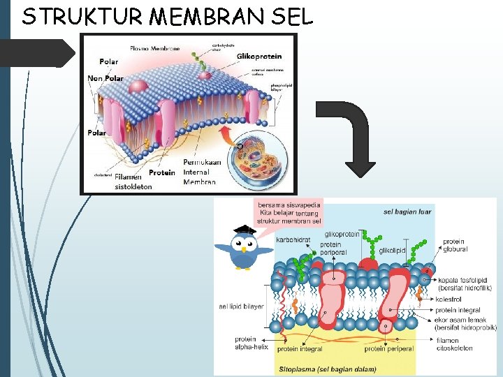 MEMBRAN SEL DAN SISTEM TRANSPORT PADA MEMBRAN MENIK