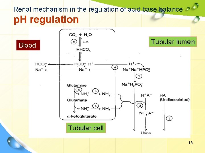Urogenital module Biochemical aspects of kidney function Acidbase