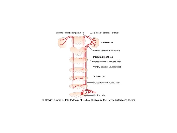 Cerebellum Lec 12 Functional regions of cerebellum Cerebrocerebellum
