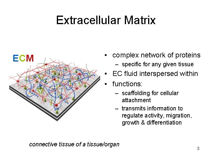 Interactions Between Cells the Extracellular Environment Chapter 6