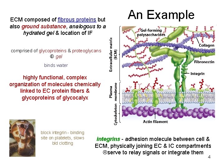 Interactions Between Cells the Extracellular Environment Chapter 6