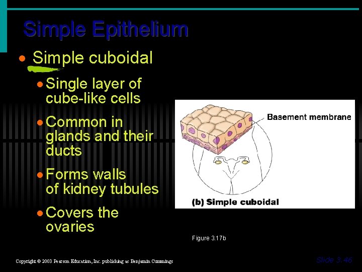 Challenge Problem 1 Identify the type of cells