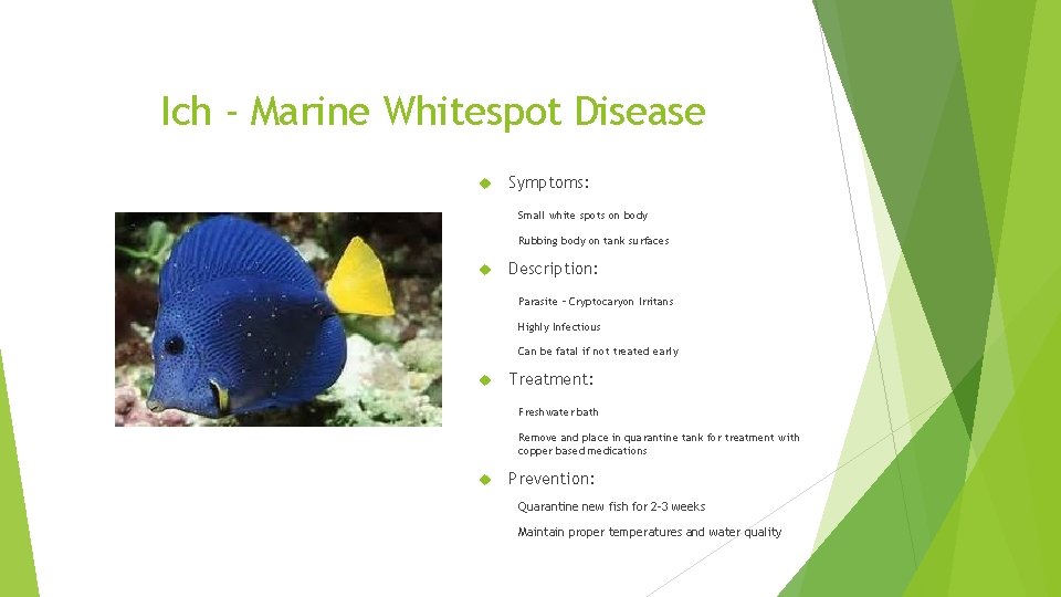 Ich Marine Whitespot Disease Symptoms Small white spots