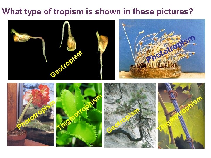 Pheromones n Chemicals released by animals to communicate