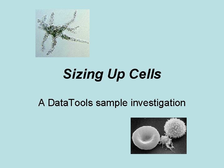 Sizing Up Cells A Data Tools sample investigation