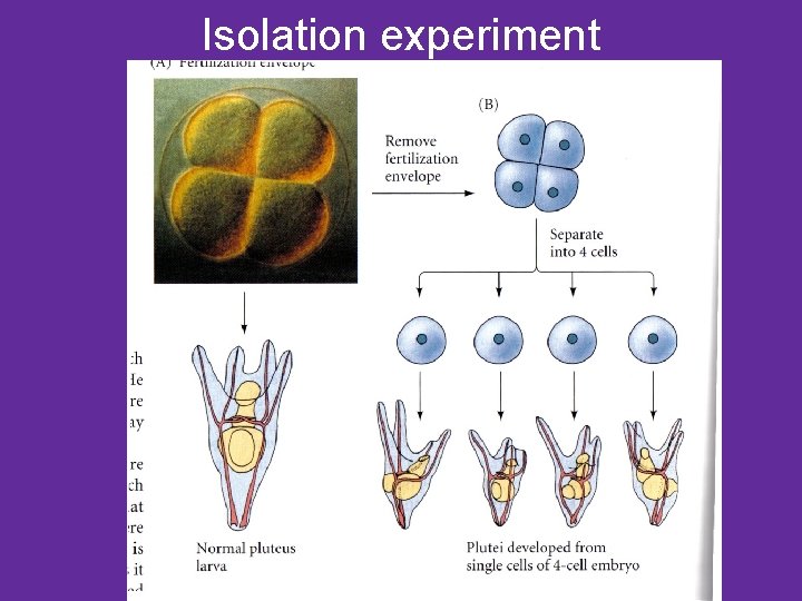 Developmental Biology The study of an organism from
