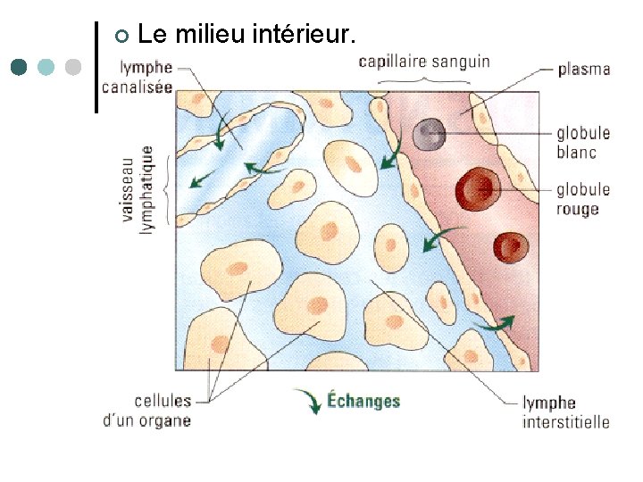 LES COMPARTIMENTS LIQUIDIENS Dr ABDELOUAHAB Plan l l