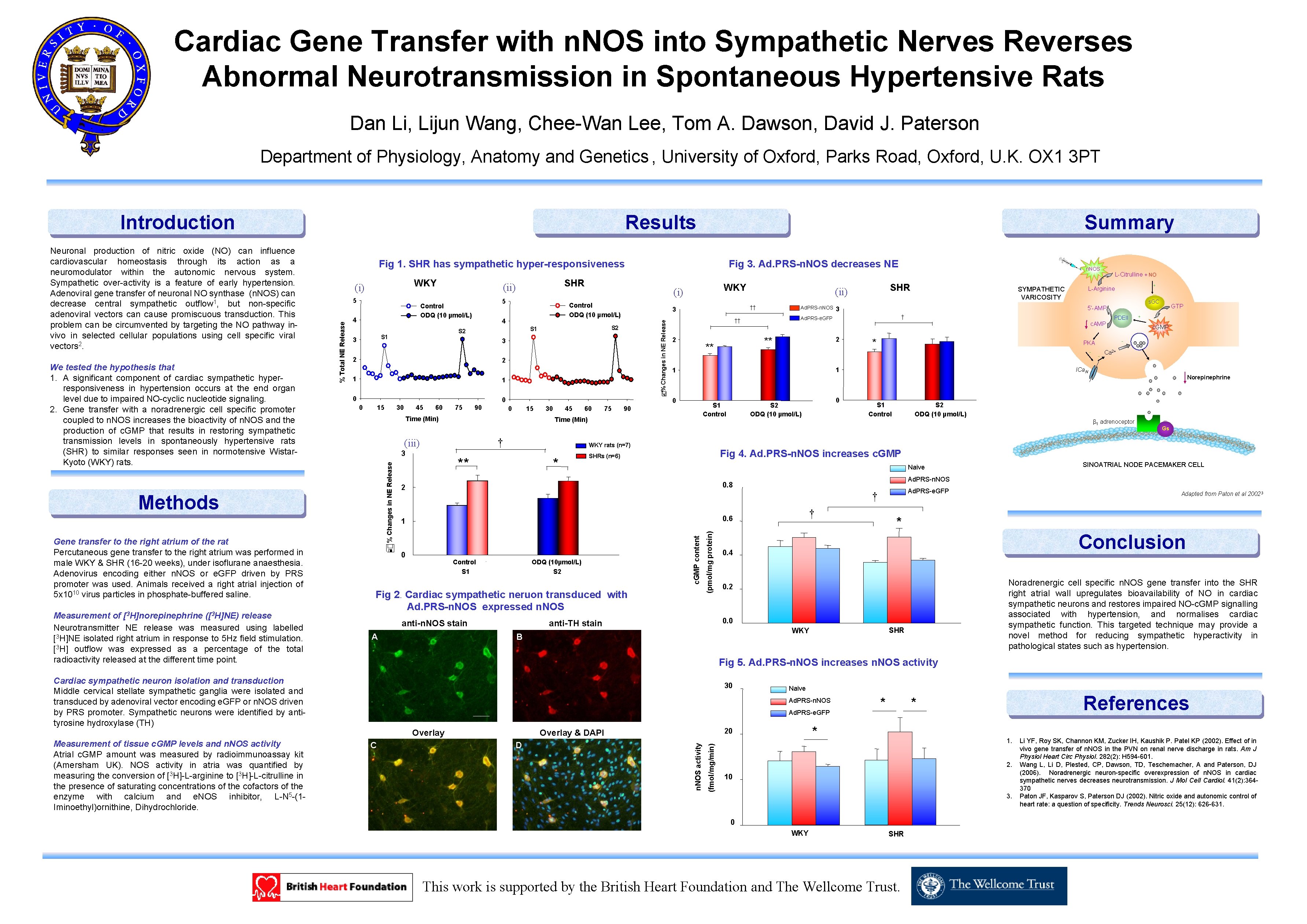 Cardiac Gene Transfer with n NOS into Sympathetic