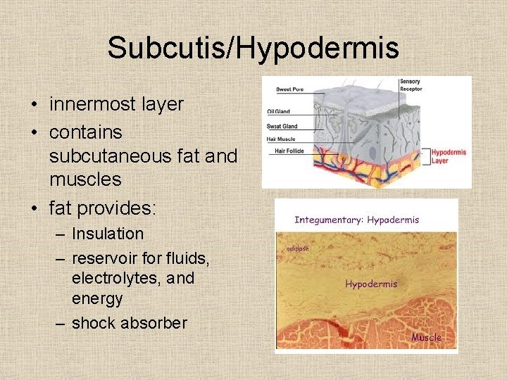 Integumentary System Skin and its appendages Largest and