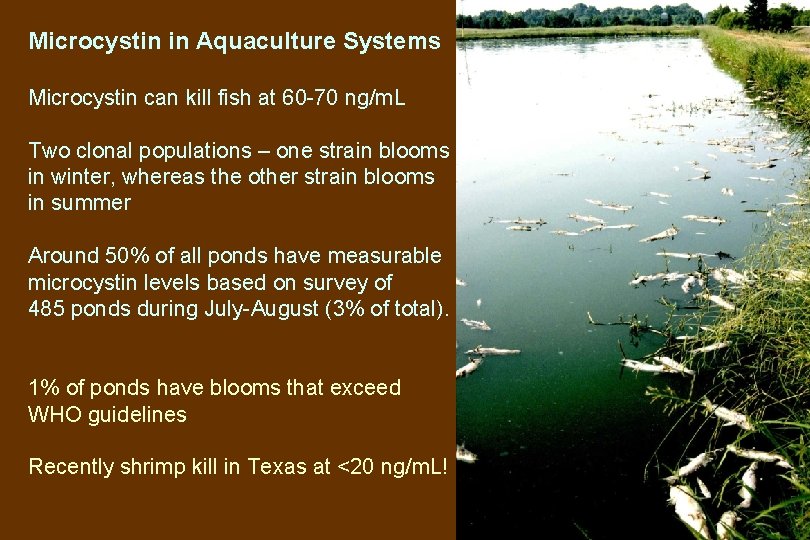 A Brief Overview of Freshwater Harmful Algal Blooms