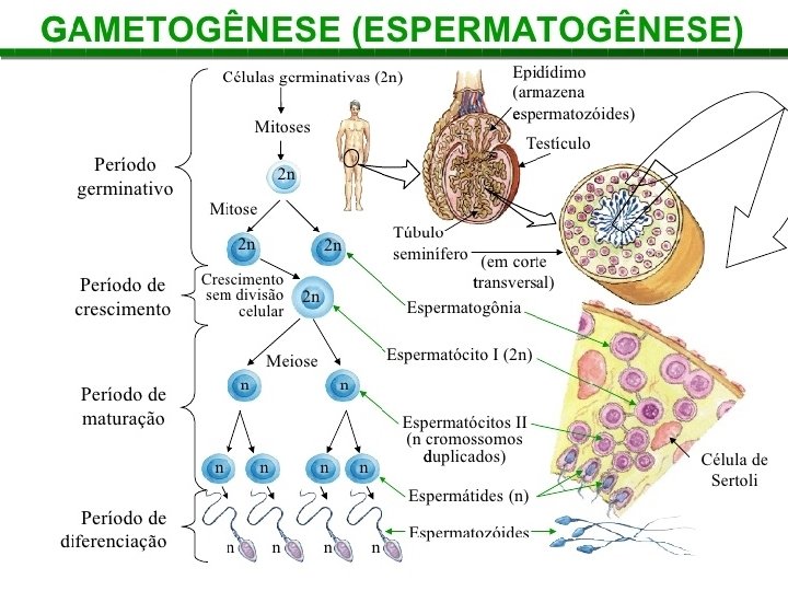 Gametognese Formao dos Gametas Biologia Prof Pablo Paim