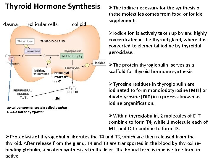Thyroid gland The thyroid gland is a butterflyshaped